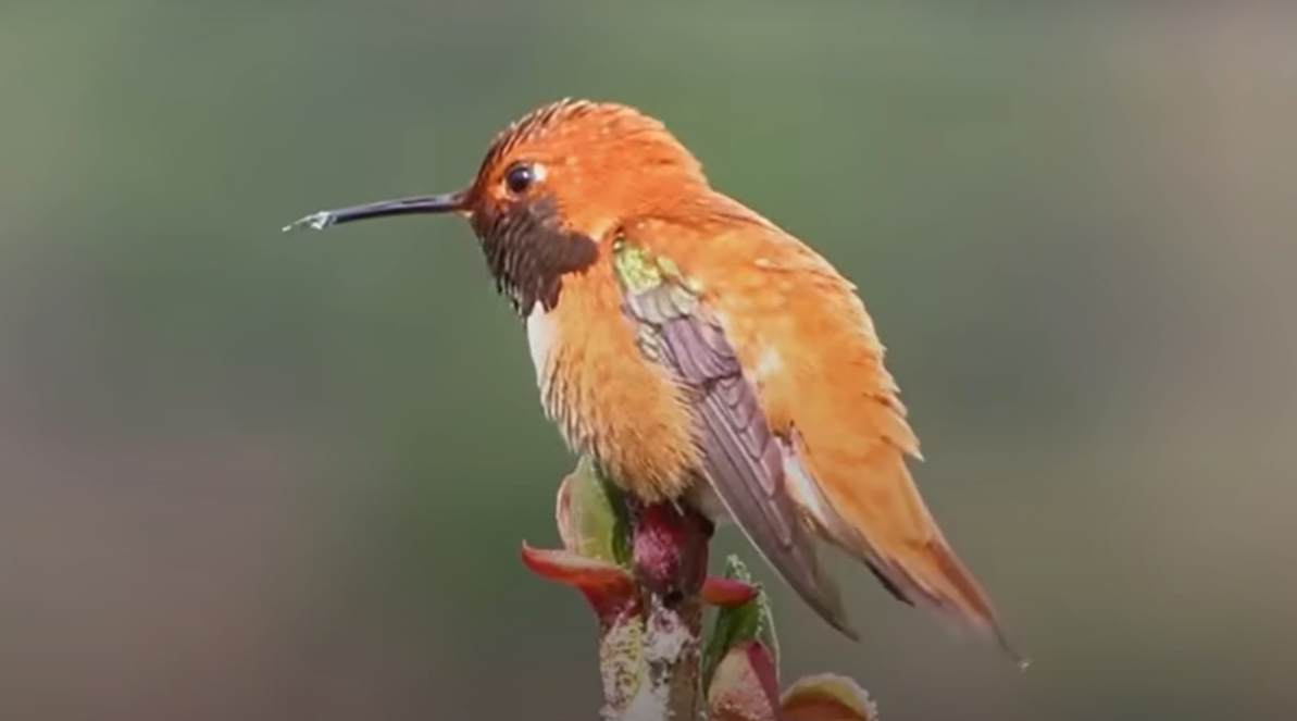 Bellissimo piccolo colibrì ape – L’uccello più piccolo del mondo ...